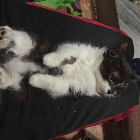 Шинщилла Британский короткашорсная котёнок