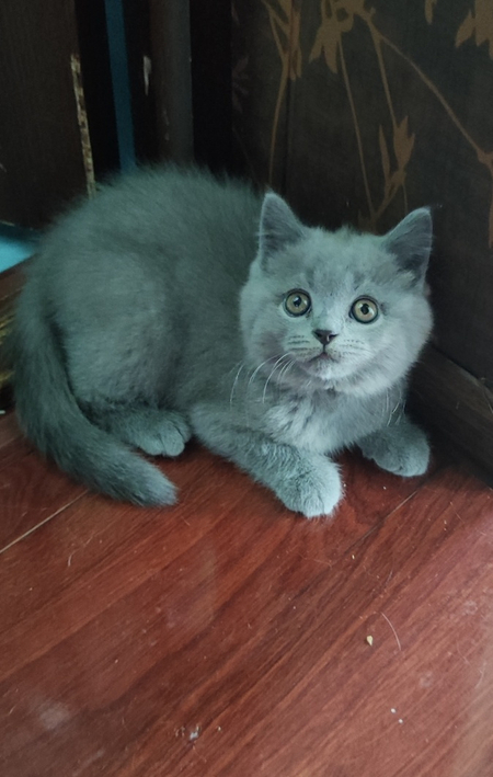 Котята скоттиш фолд и страйт