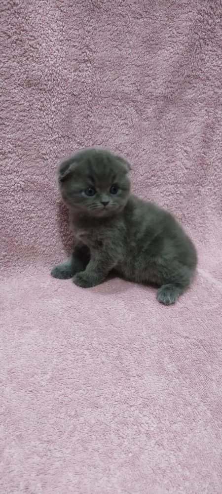 Продаётся котята