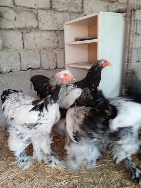 Zotdor Xo\\\'roz Tovuqlar arzon narxda