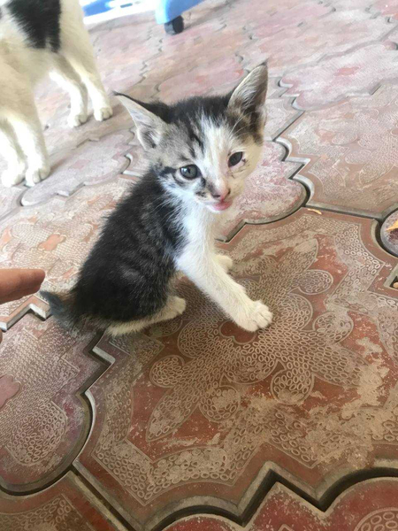 Отдам котят в хорошие руки