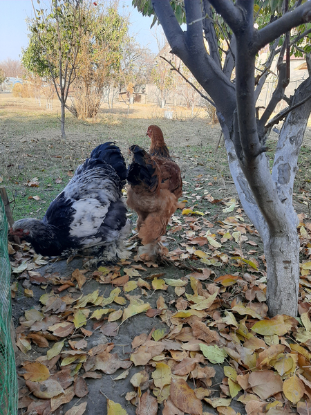 Limon brama juja xorozcha
