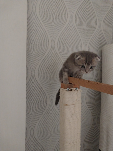 Породистые котята