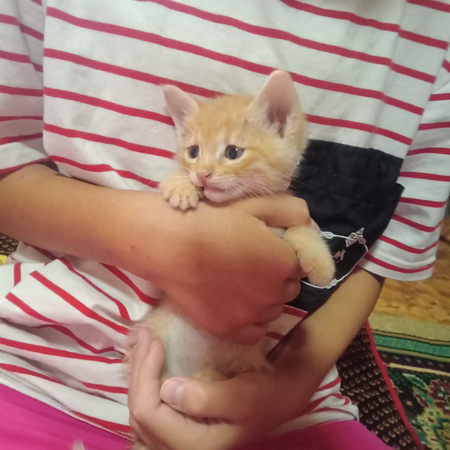 Продаются котята домашние