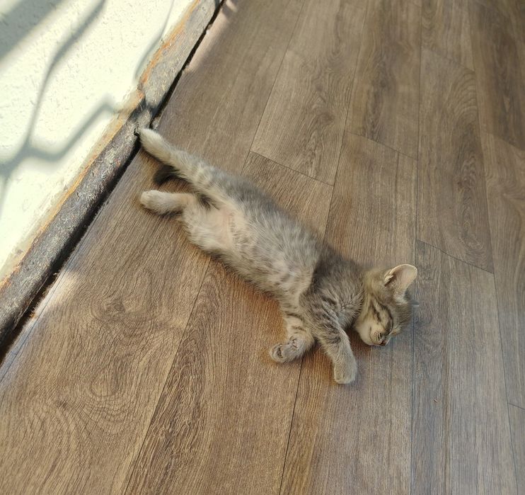 продается серенький маленький котенок