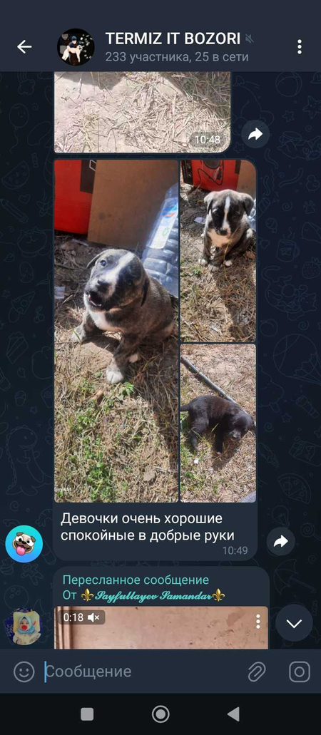 Самые красивые собаки!