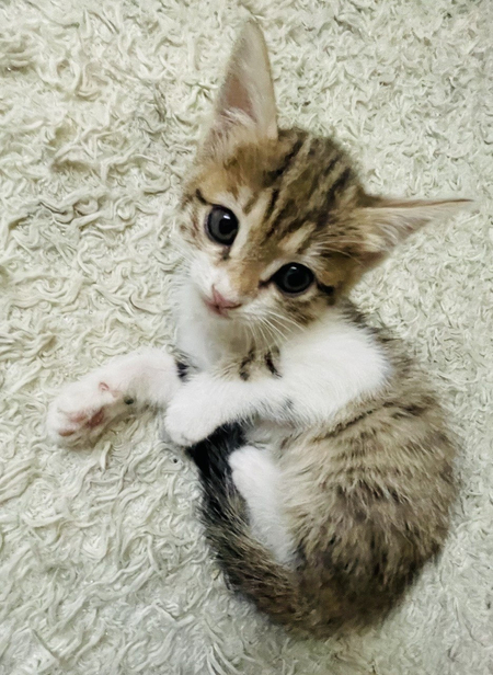 Продам котенка в хорошие руки.