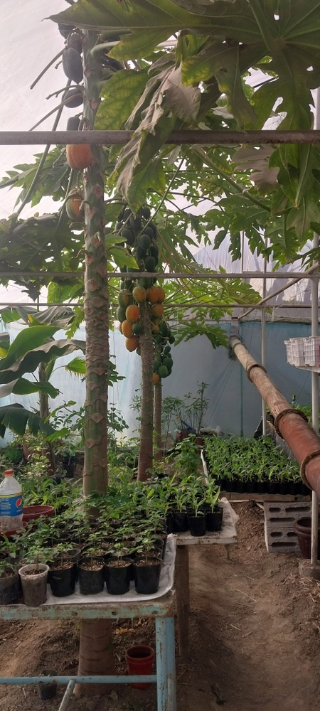 Banan papaya limon apelsin mandarin ko'chatlari sotiladi