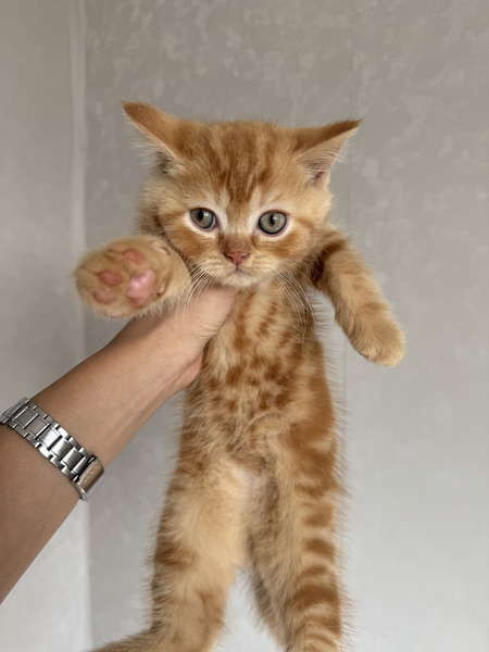 Котенок скотиш страйт