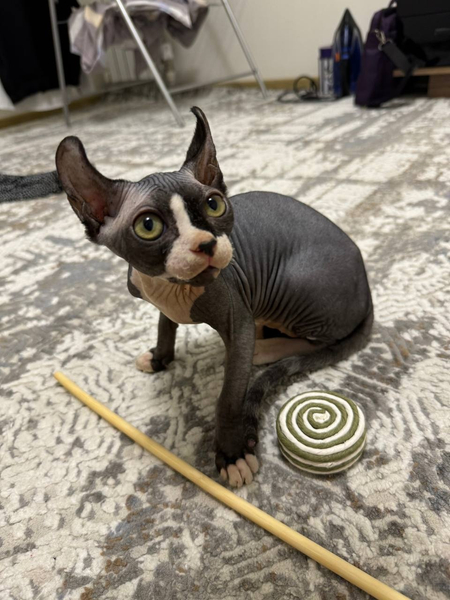 Кошка Сфинкс Эльф