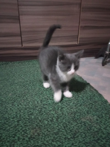 Продается котенок девочка помесь с русско голубой