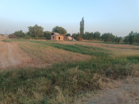 Dala hovli uchastka Dacha