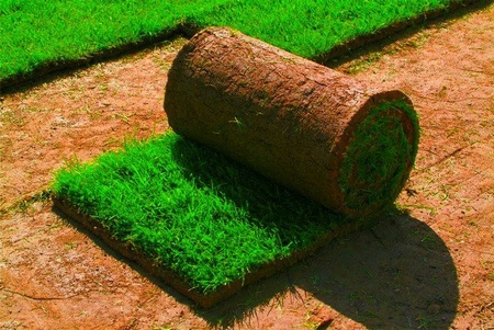 Газоны, Ландшафт, Растения