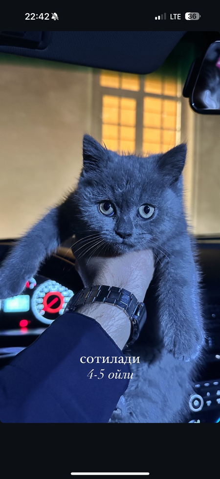 Кошка Скоттиш Страйт