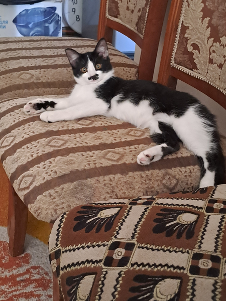 Котёнок домашний 4,5месяц девочка.К