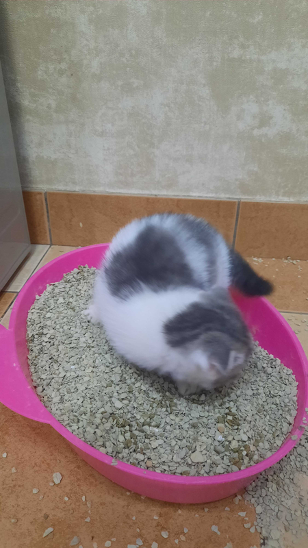 Кошка скотиш фолд