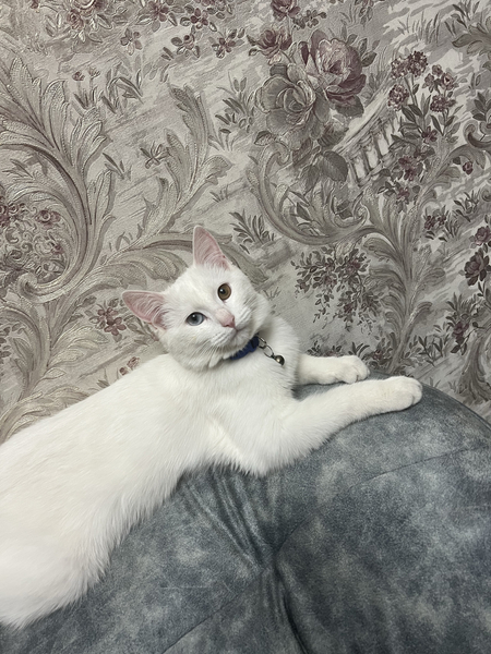 Срочна продается кошка
