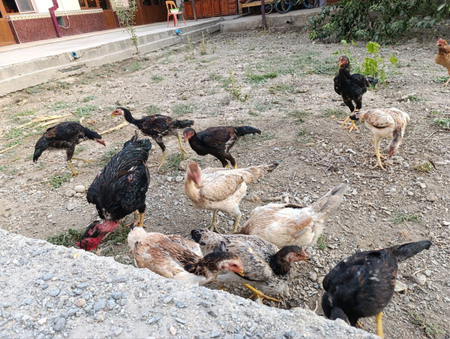 Hurozlar sodiladi vodiydan kelgan parodasi zur