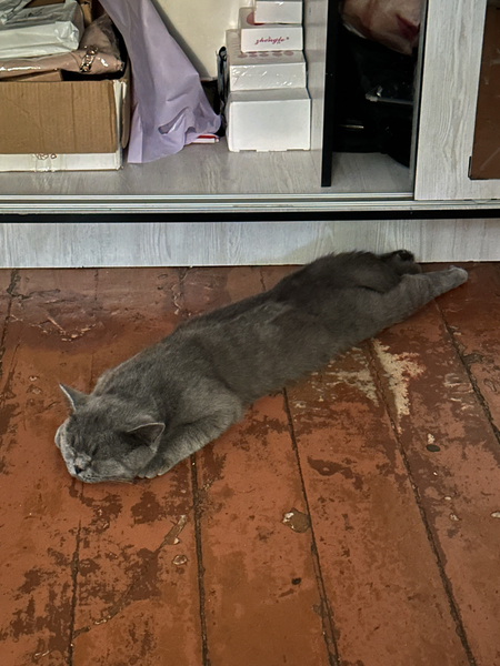 Кот британский