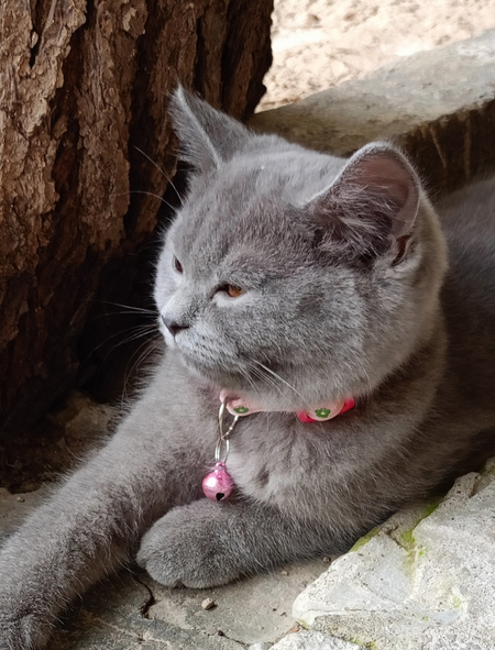 Скоттиш Страйт жуда чиройли