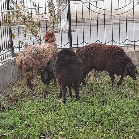 Кучкорчалар сотилади