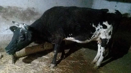 Ona bola Sigir sotiladi