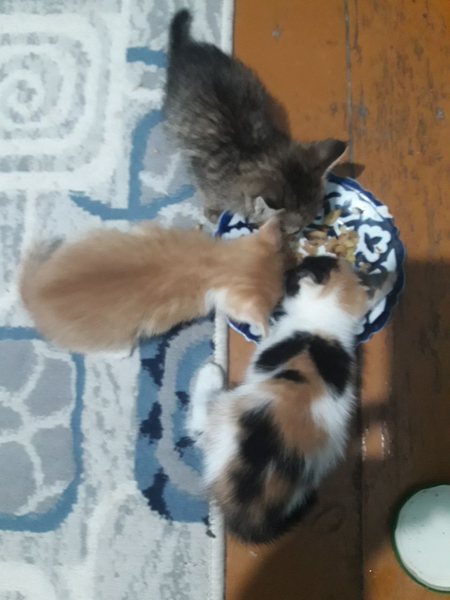 Отдам котят в хорошие руки