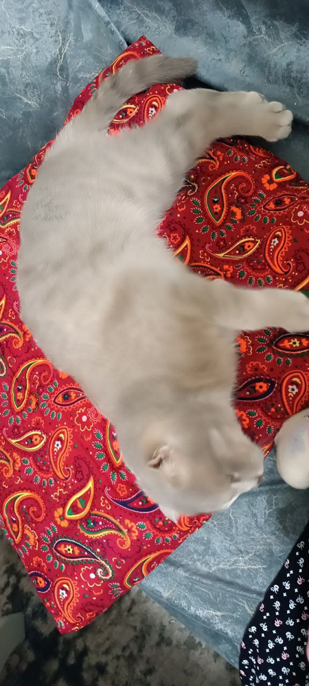 Кошка(парода_Вислоушка)