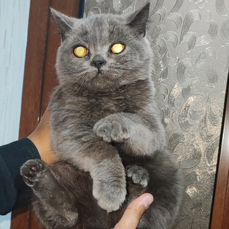 Продаётся девочка страйт