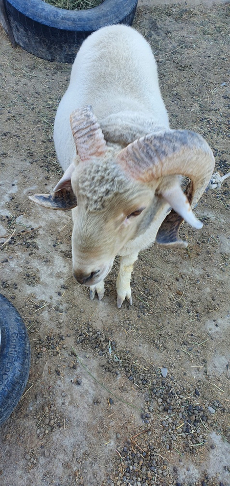 Merinos qo\\\'chqor sotiladi