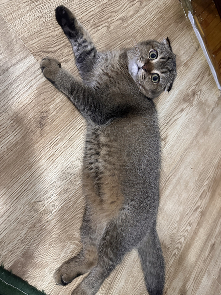 Котик пародистый