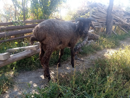 Qochqor sotiladi