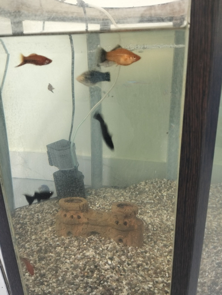 Akvarium 8 burchakli 150 litr hajmli