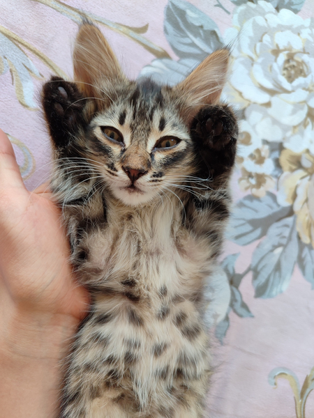 ОТДАМ ДАРОМ девочку котёнок