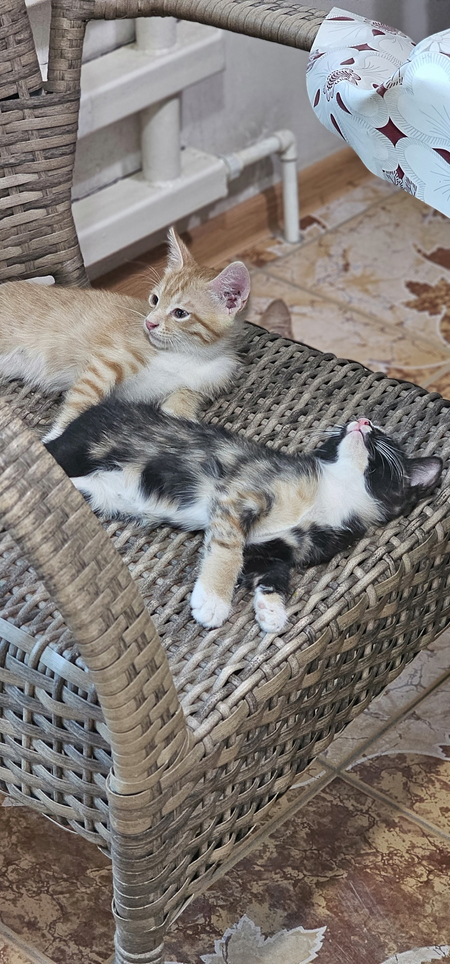 Котята отдам даром