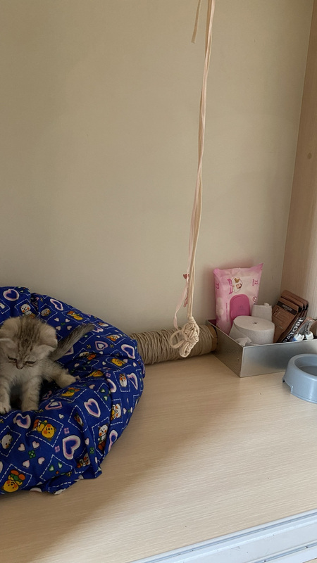 Котенок мальчик/Огил бола мушукча