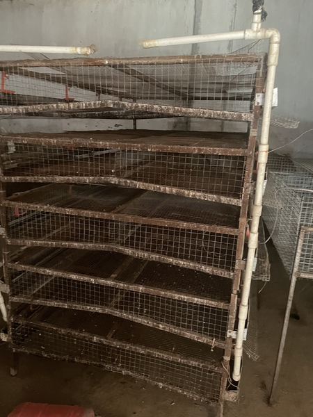 Bedona uchun qafas 800 ta sig’adi