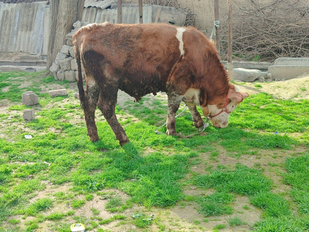 Buqa yem yemagan
