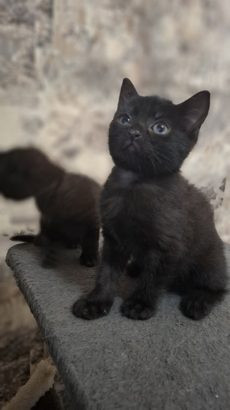 От породистых род. Вислоухие котята 1.5 мес.