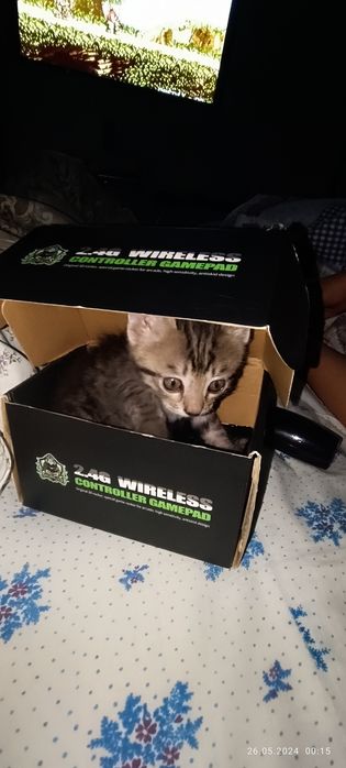 Котята мальчики от сиамской кошки