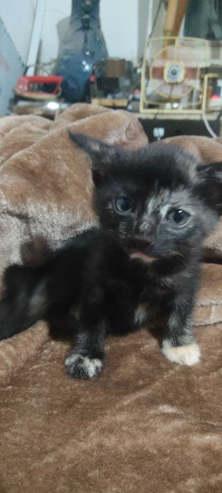 Котята домашние.