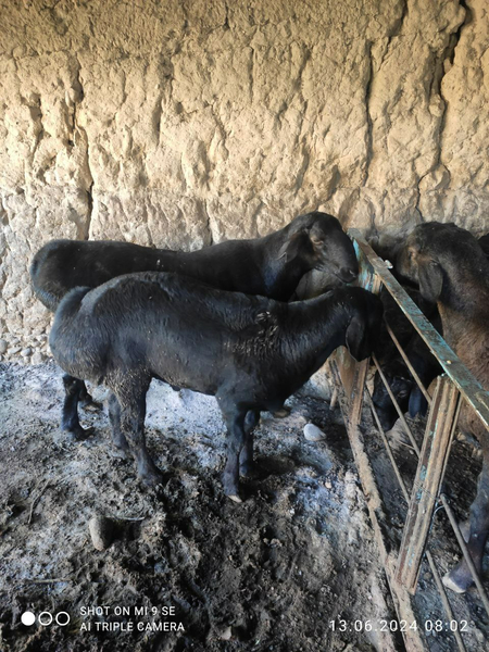 Qo‘chqor sotiladi