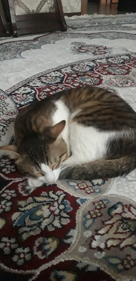 вязка кот ищет пару