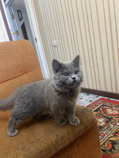 Mushuk sotiladi toza zot