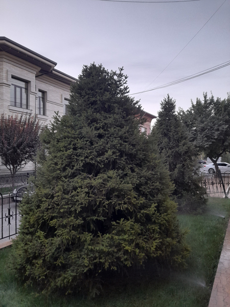 Тянь-шаньская Ель