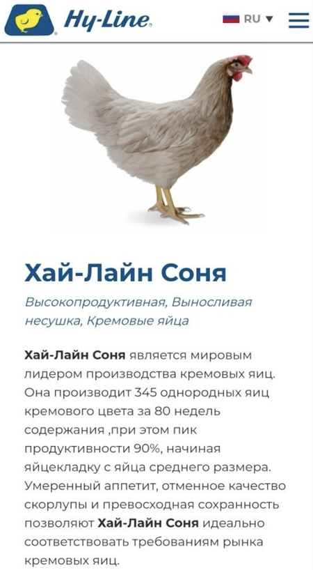 Хай Лайн Соня товуклари сотилади