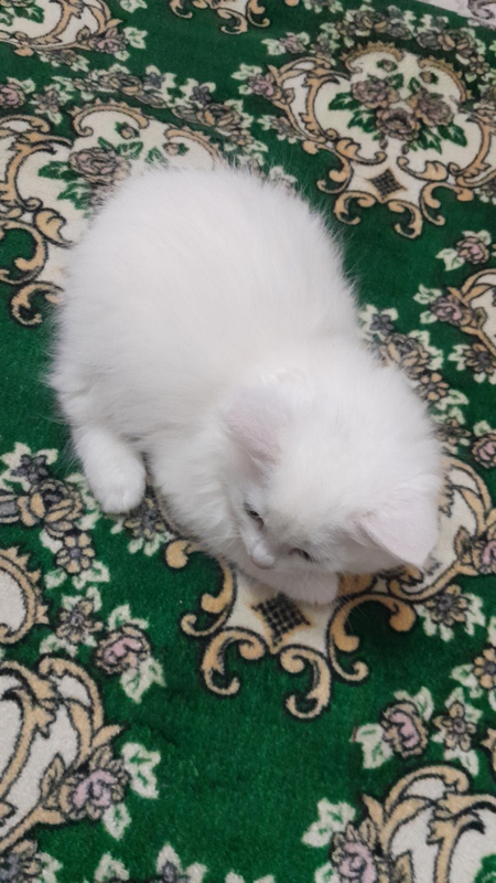 Пушистый маленький котёнок
