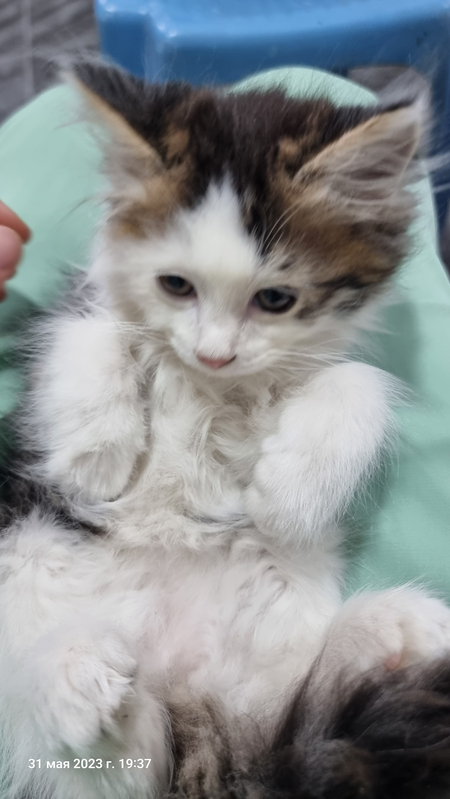 Породистые длинношерстные котята