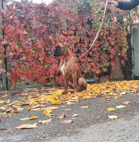Немецкий боксер. Щенок. Девочка.
