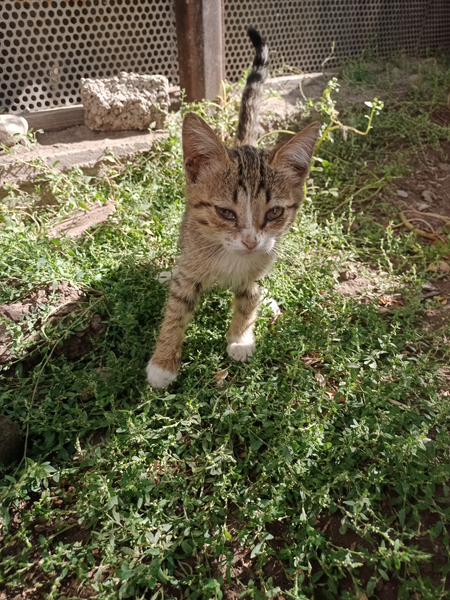 Отдам котят в хорошие руки